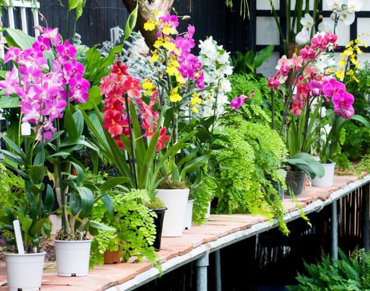 Cara Menanam Bunga Anggrek | Pedoman Praktis | Info Agribisnis