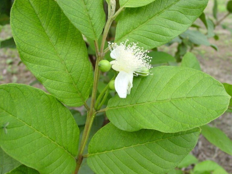 Pohon Jambu, Ingin Tahu Morfologinya? Baca Disini | Info Agribisnis